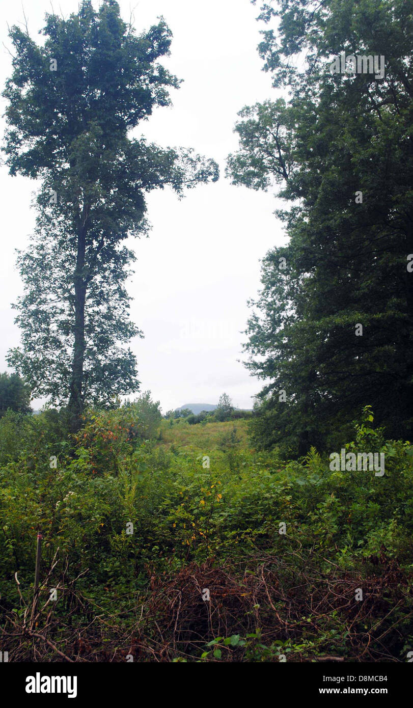 A large green tree stands tall in a field, offering shade and shelter ...