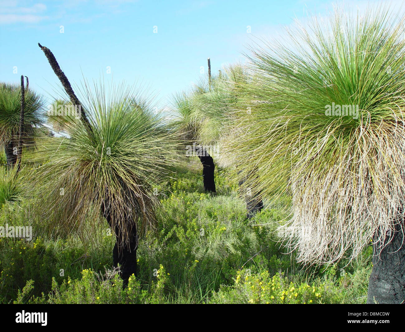 A photo of Blackboy trees, known for their tall, spiky appearance and ...