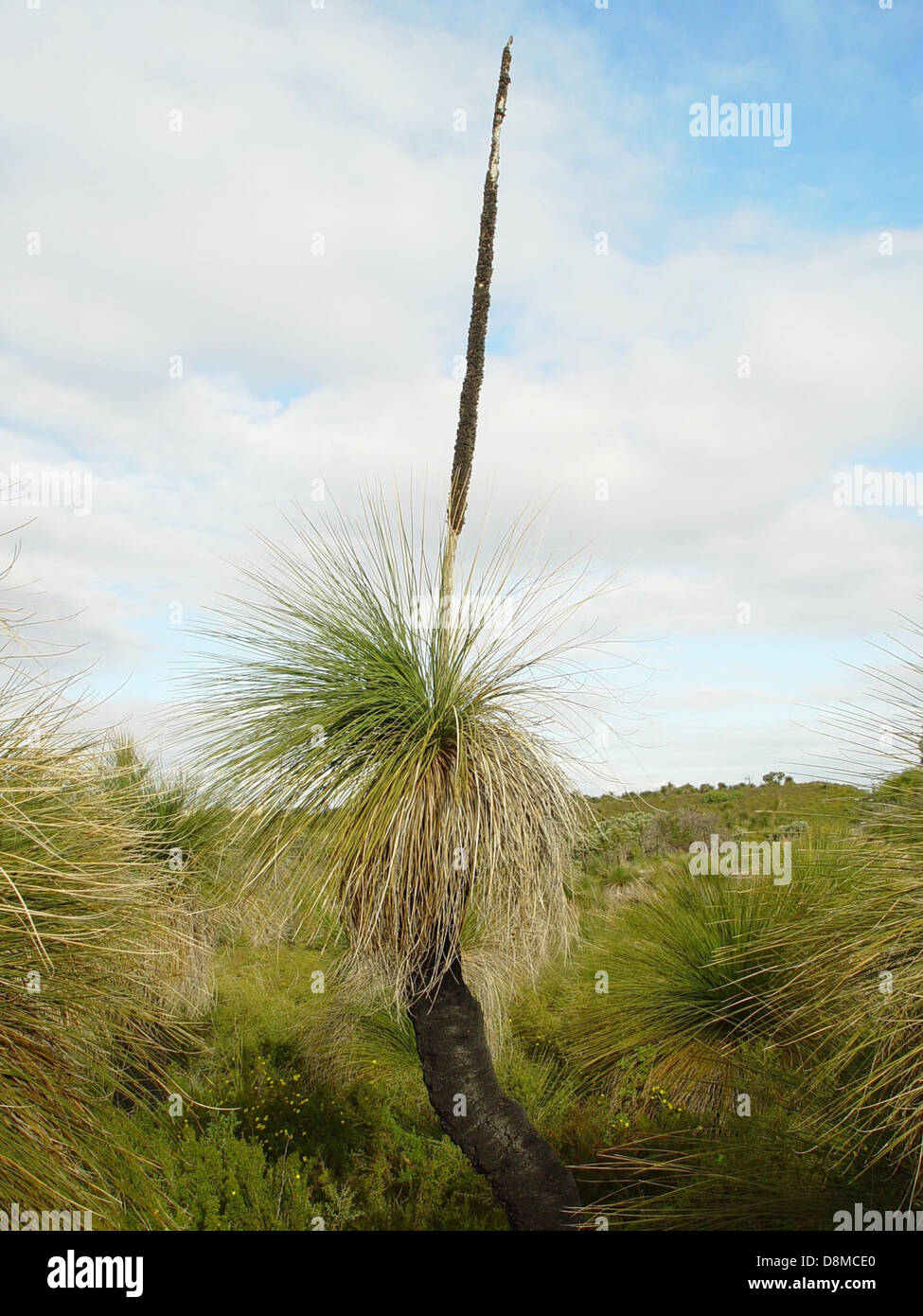 Blackboy tree hi-res stock photography and images - Alamy