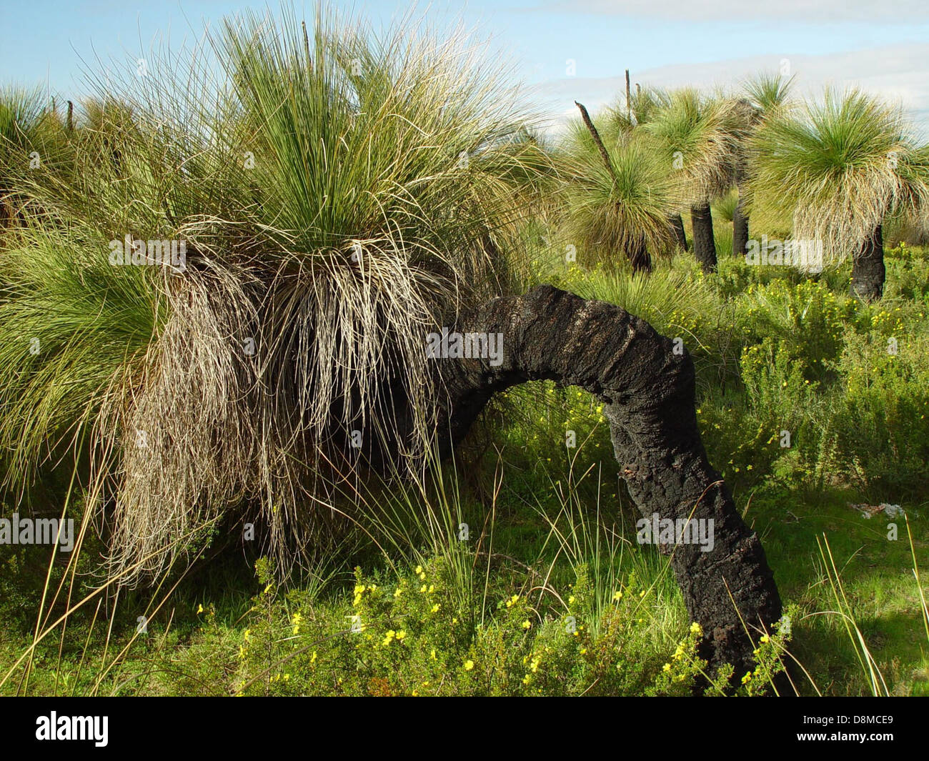 This image features the Black Boy tree, scientifically known as ...