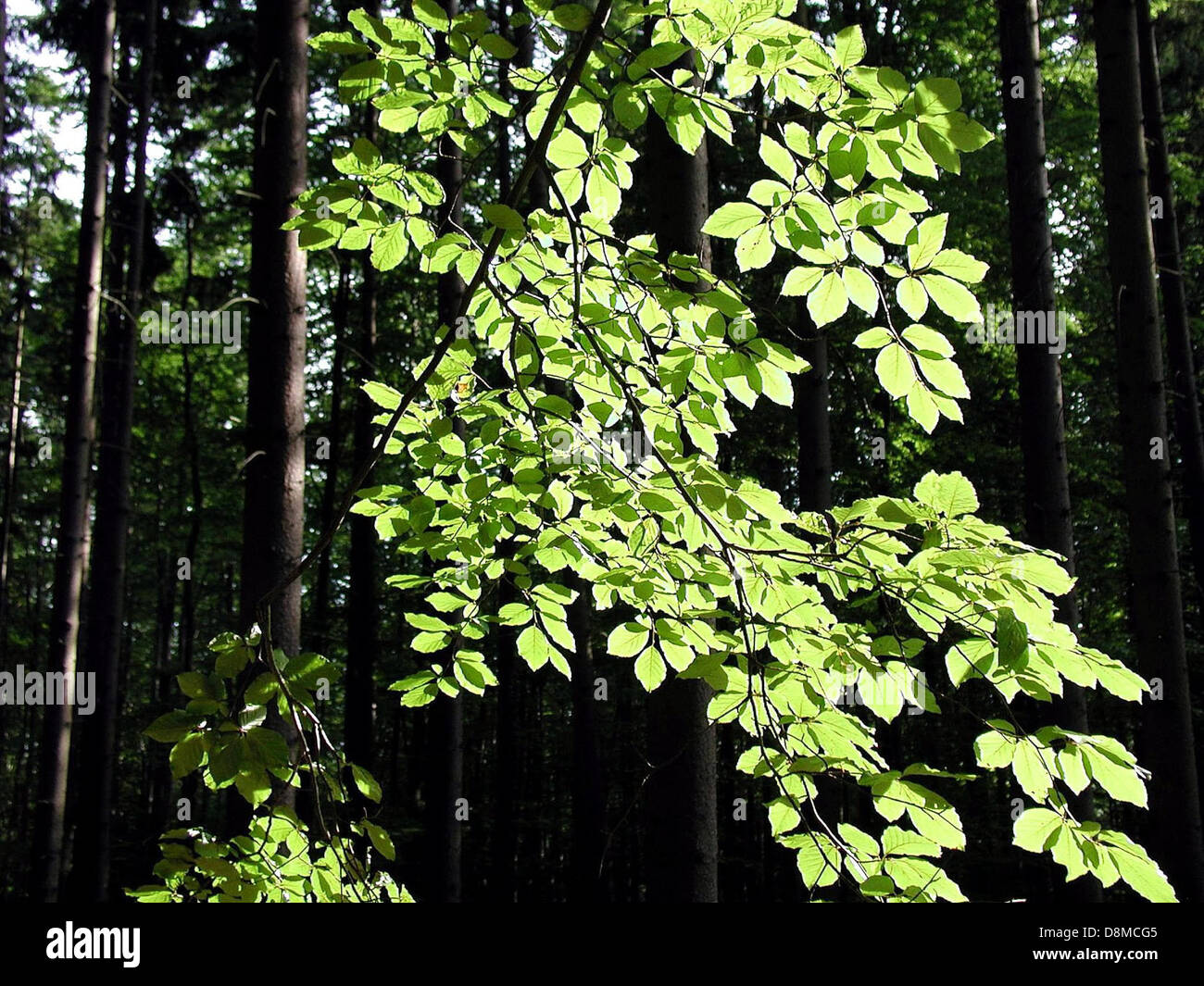 This image shows a simple branch, likely from a tree or bush, with a ...