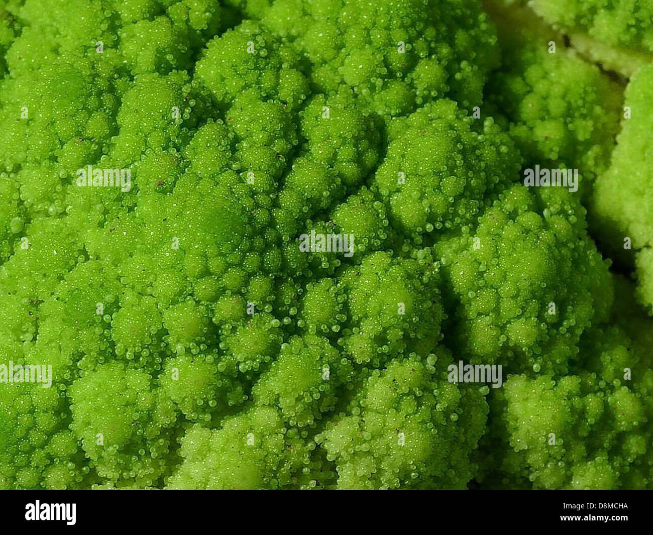 Fresh broccoli florets with a vibrant green color. Broccoli is a ...