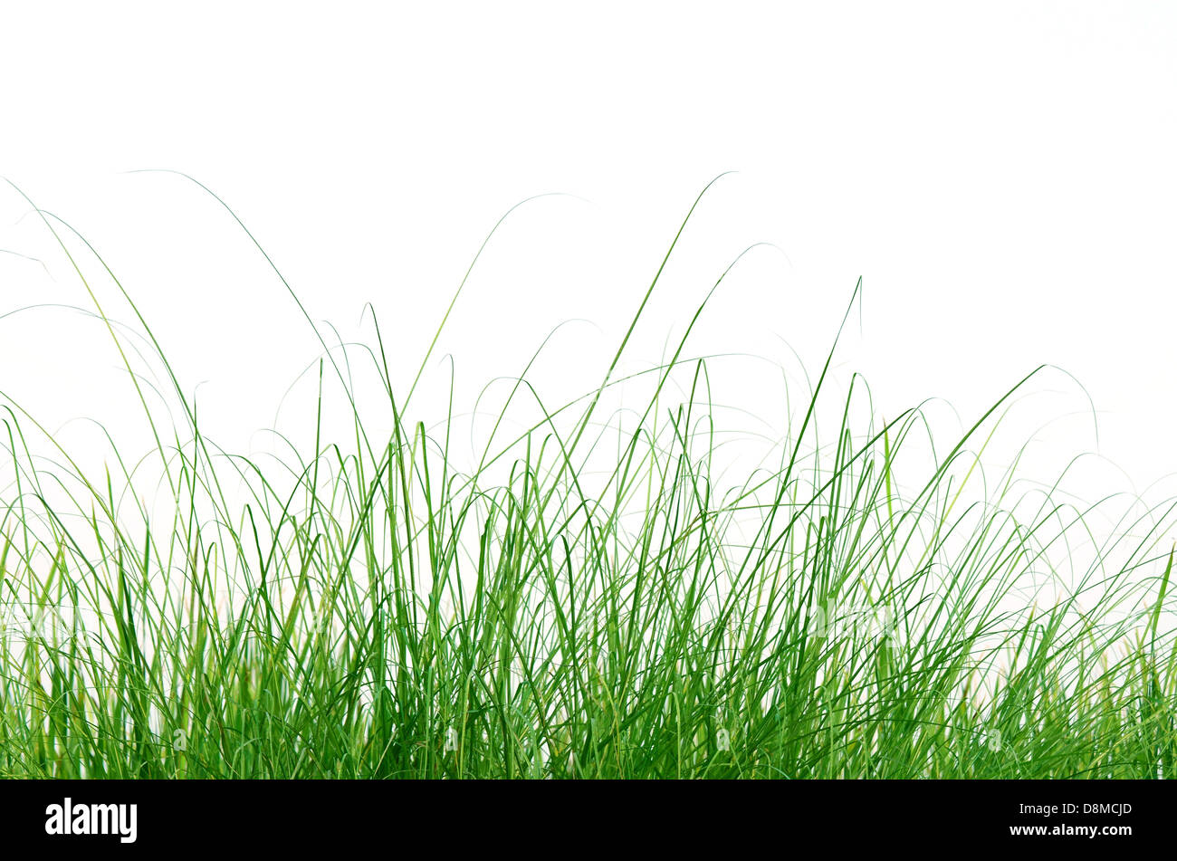Grass field plant hi-res stock photography and images - Alamy