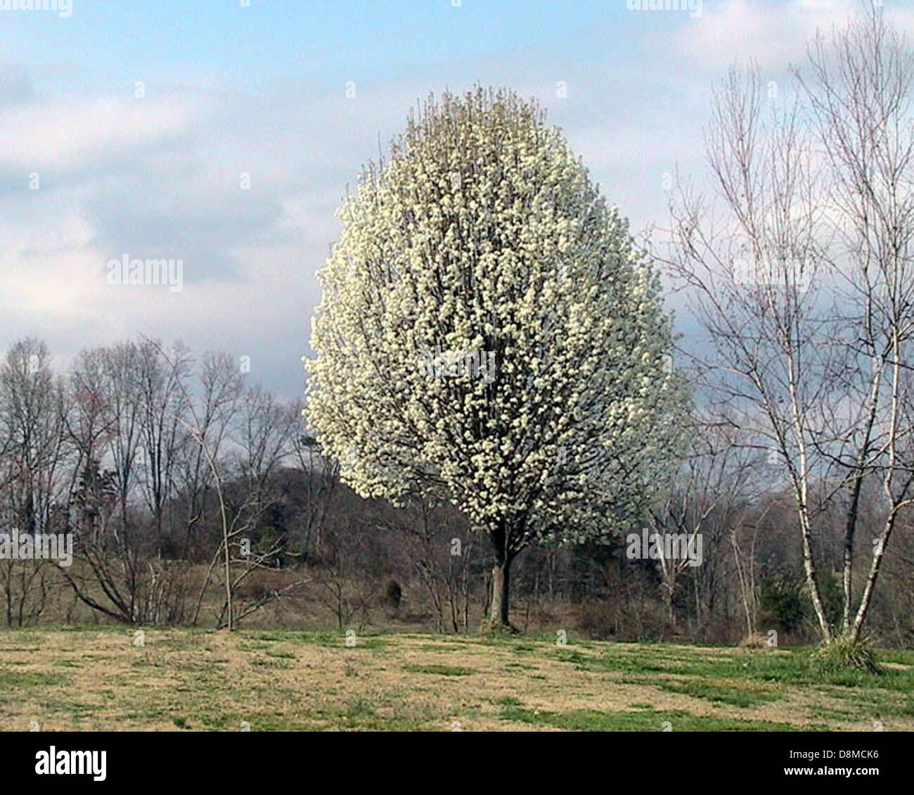 Callery pear tree pyrus calleryana Stock Photo - Alamy