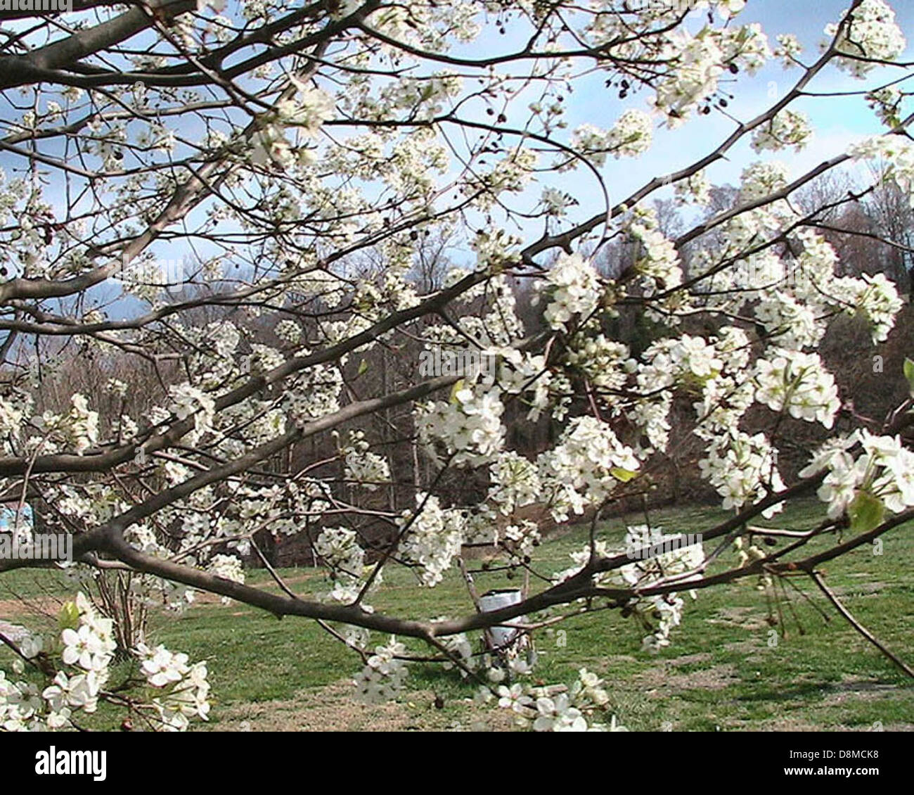 The blossoms of the Callery pear tree (Pyrus calleryana), a popular ...