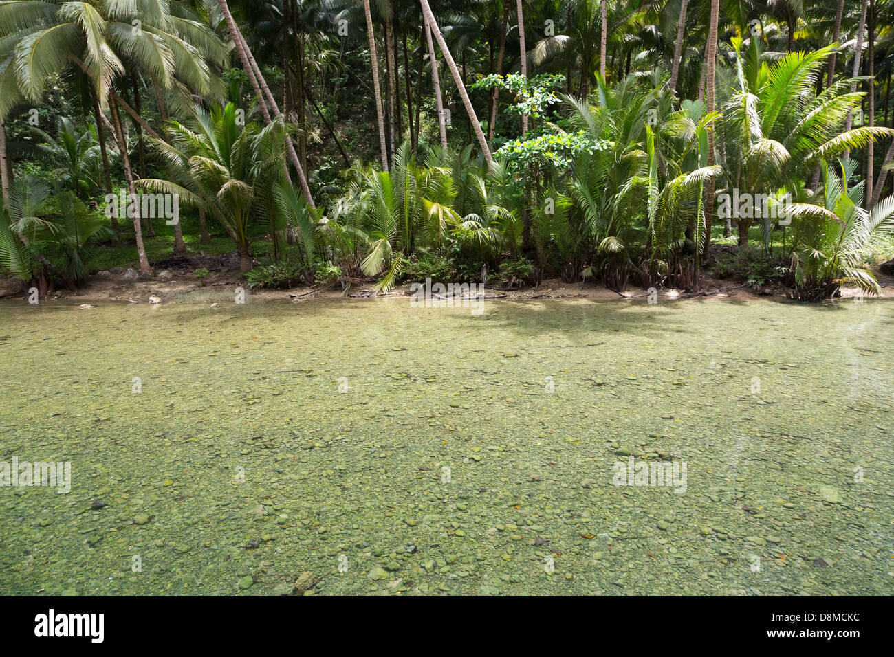 Creek leading up to the Kawasan Waterfalls in Badian on Cebu ...