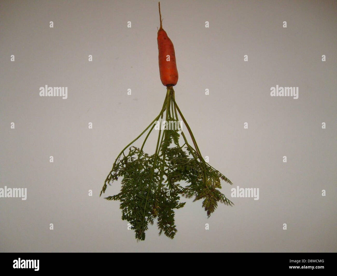 A photograph of a carrot vegetable against a white background ...