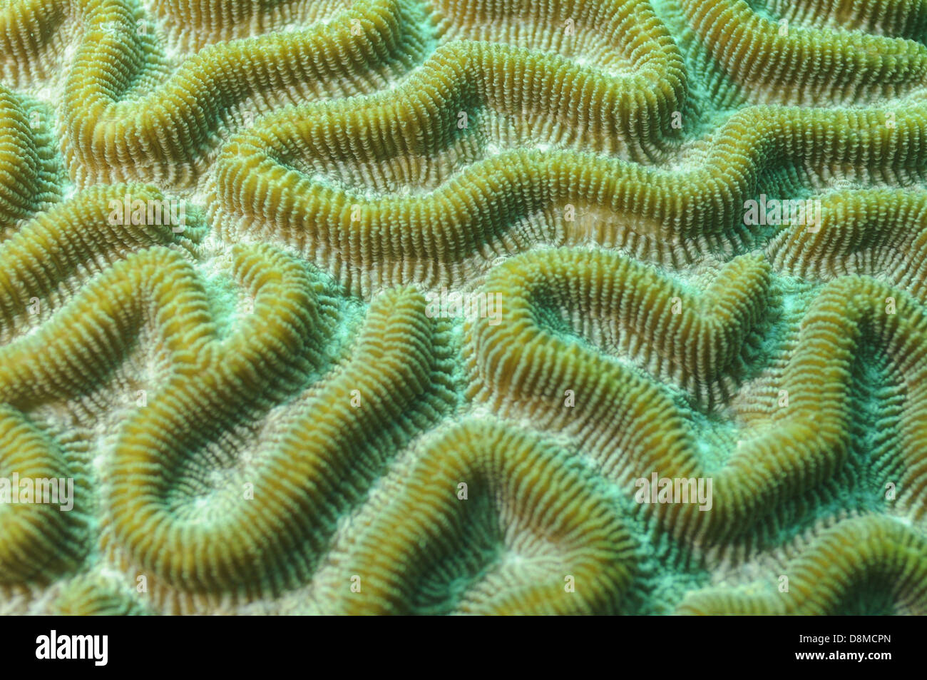 Abstract coral background with unique texture Stock Photo - Alamy