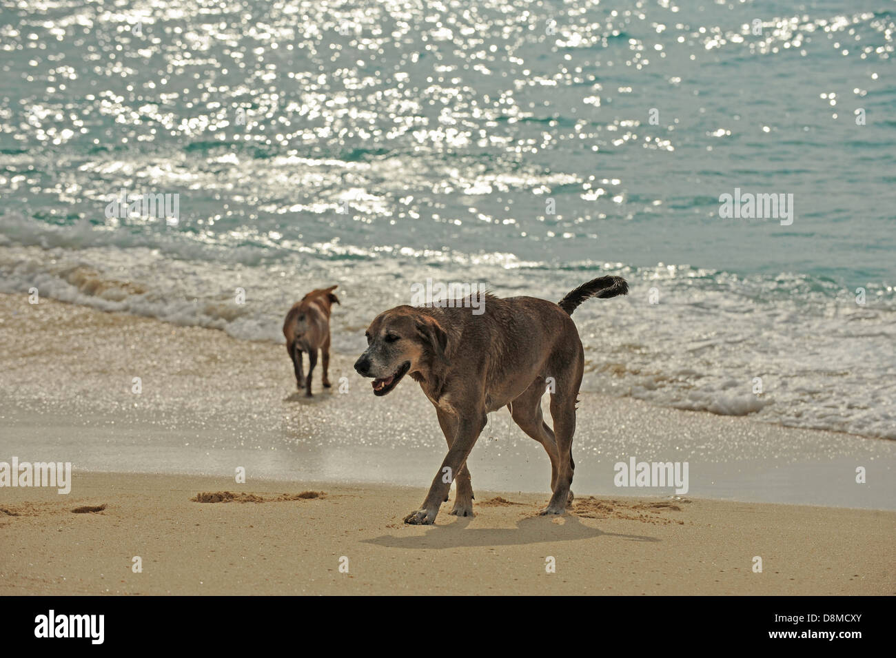 Two happy dogs playing on beach in tropical destination Stock Photo - Alamy