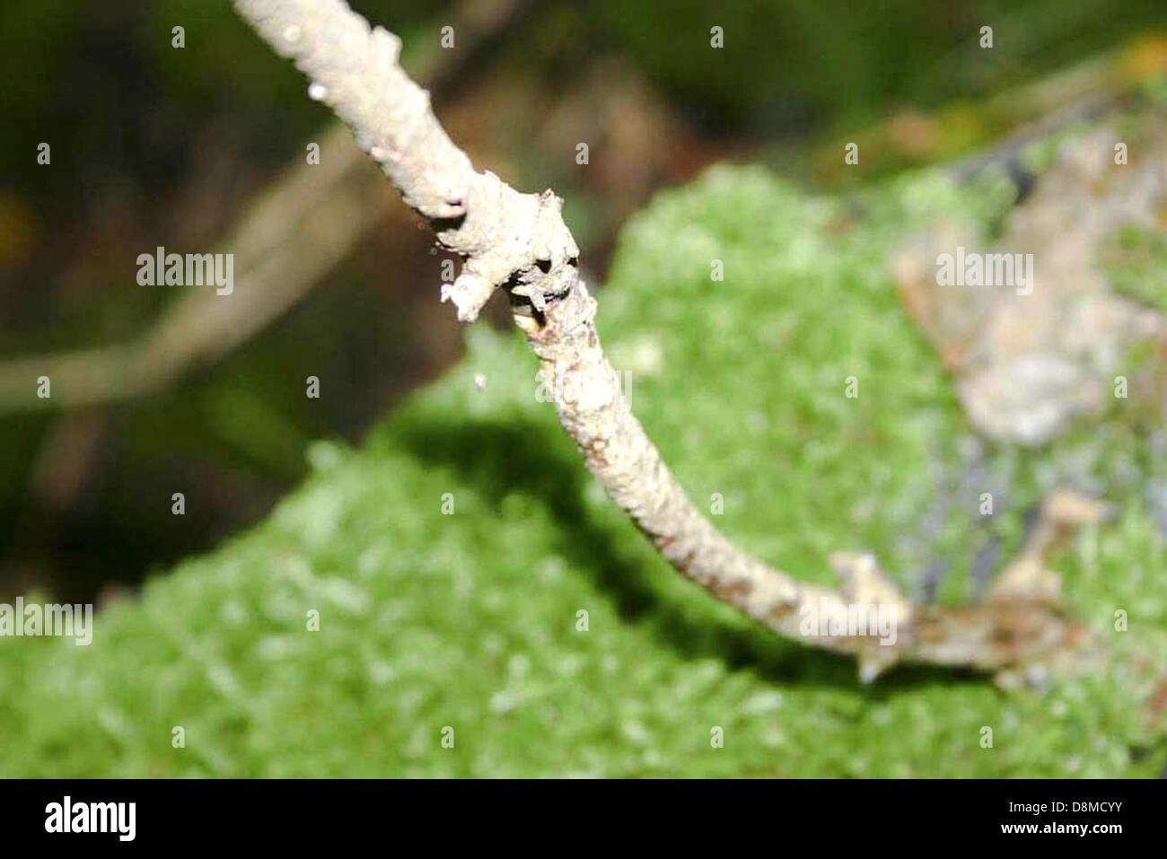 Closeup of brach from tree Stock Photo - Alamy