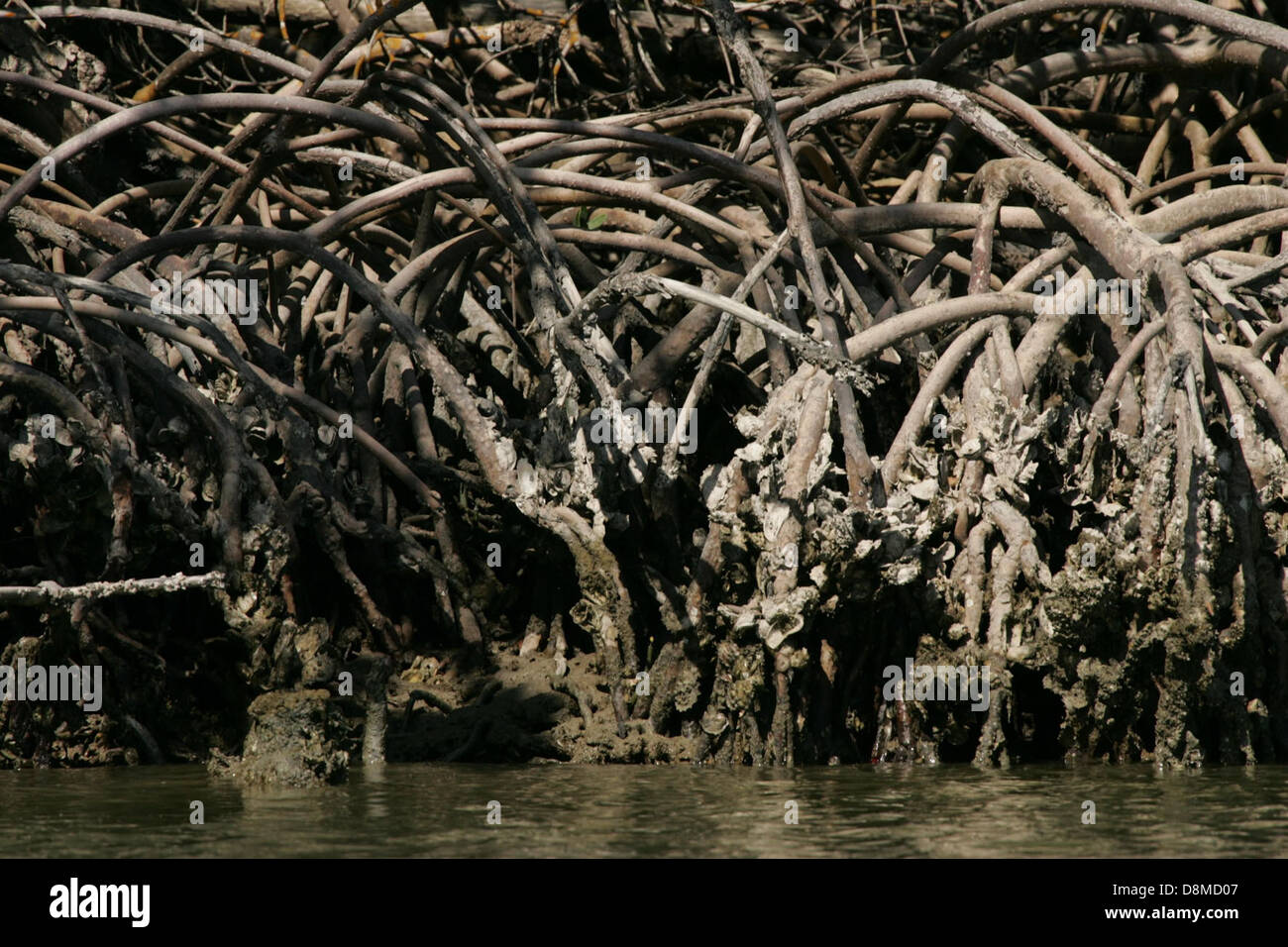 A close-up of the roots of a red mangrove tree, showing their unique ...
