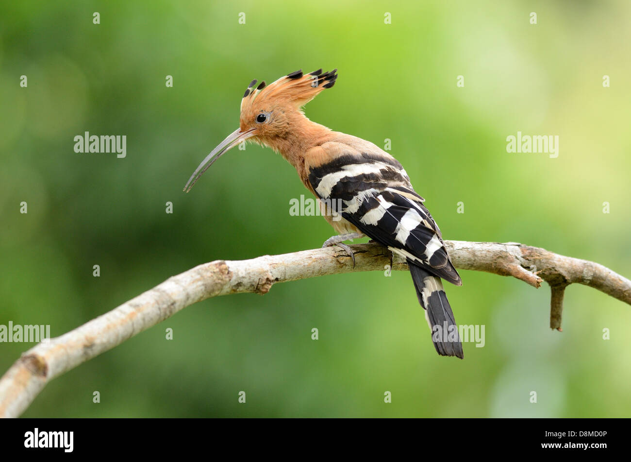 beautiful eurasian hoopoe (Upupa epops) possing on branch Stock Photo ...