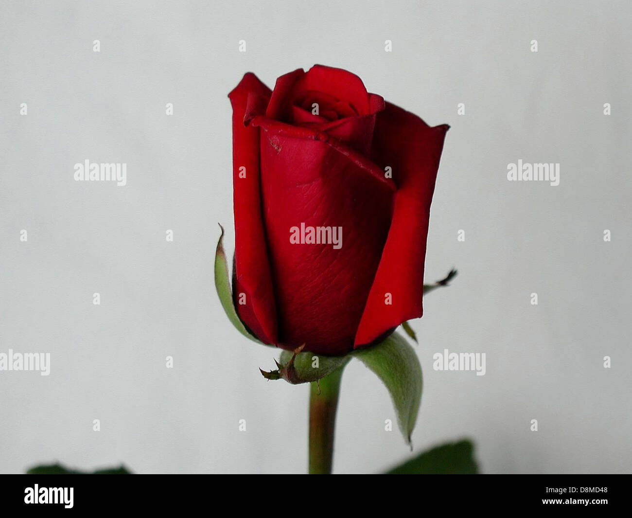 Detailed image of rose Stock Photo - Alamy
