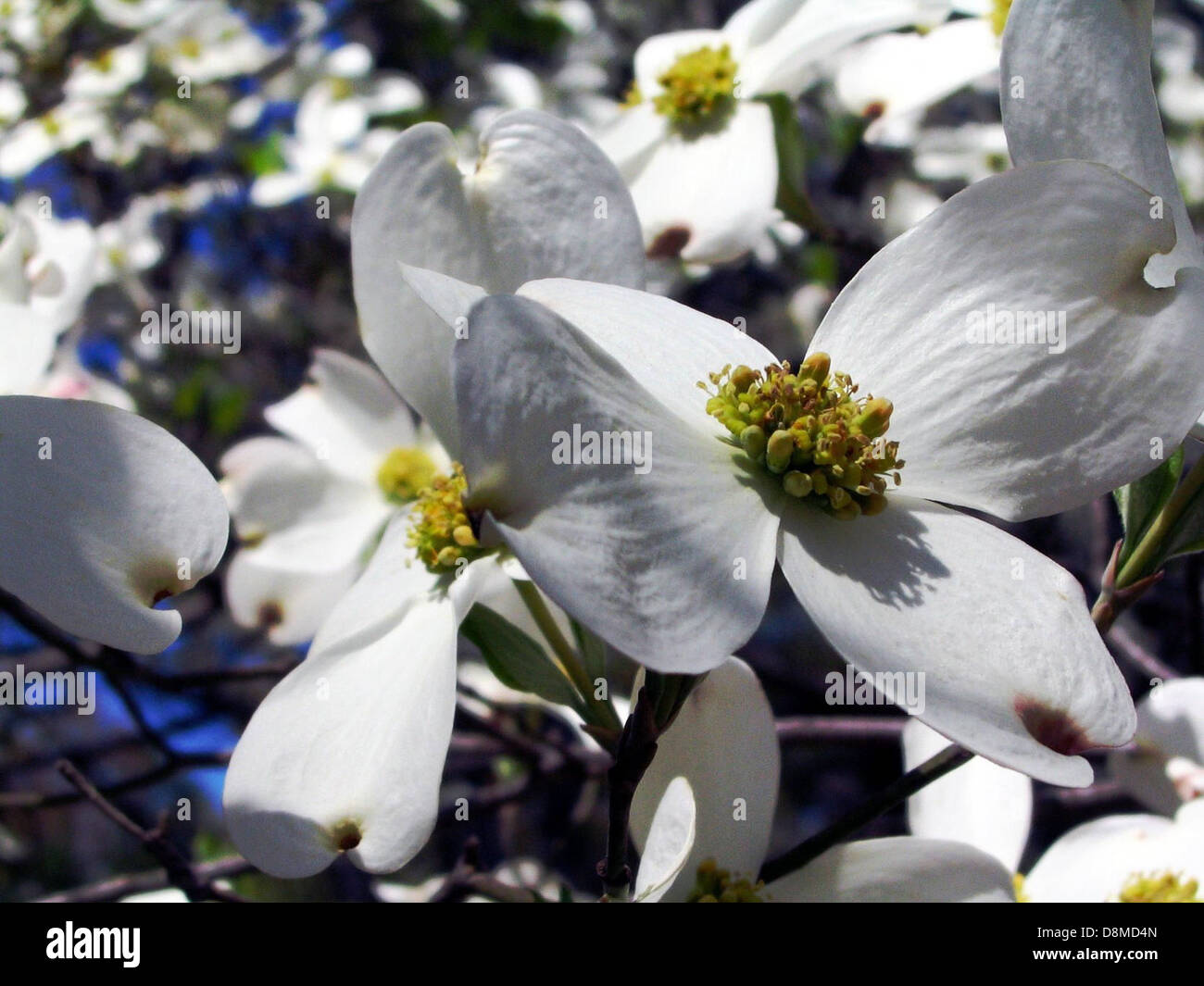 Dogwood trees bloom with delicate white or pink flowers, known for ...