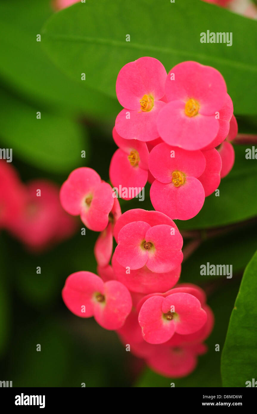 Christ Plant flowers Stock Photo - Alamy