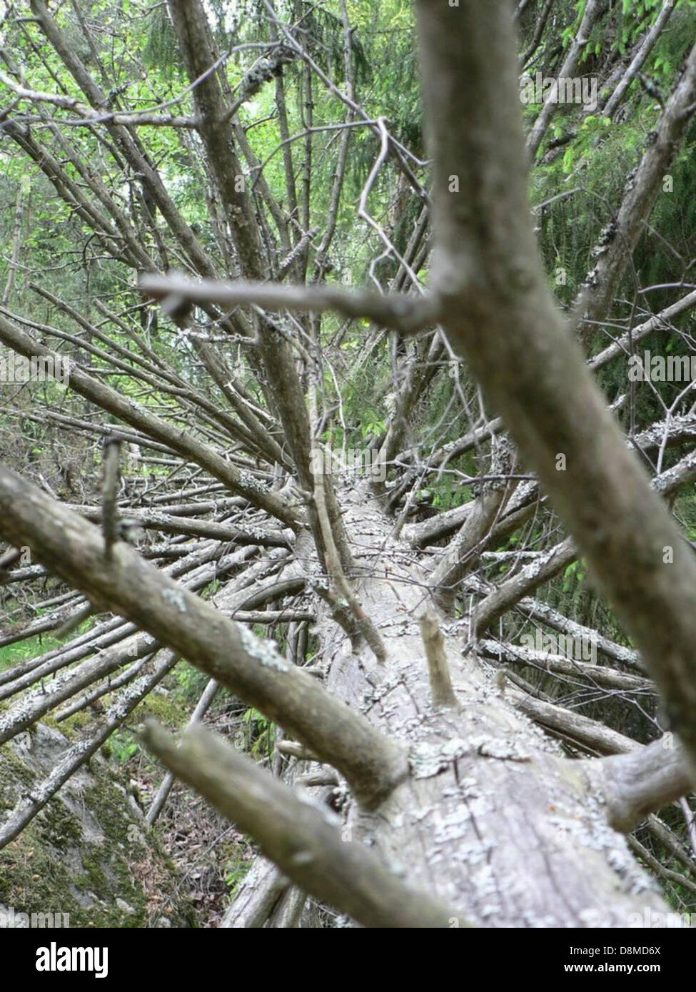 Fallen branshy tree Stock Photo - Alamy
