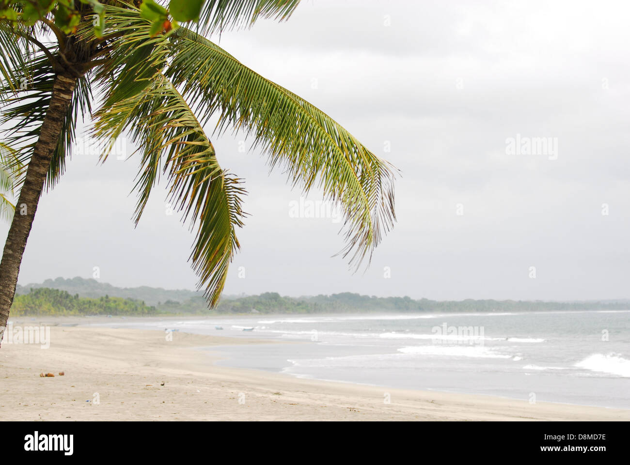 Beautiful beach and palm tree in Costa Rica Stock Photo - Alamy