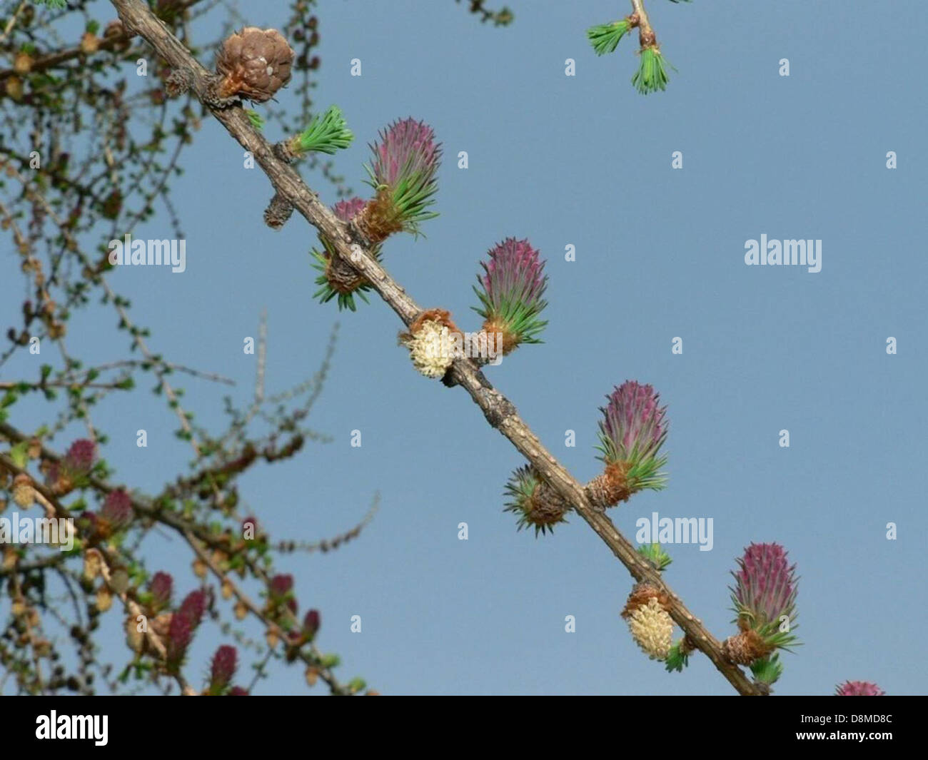 This image features a flowering larch tree, showing the delicate blooms ...
