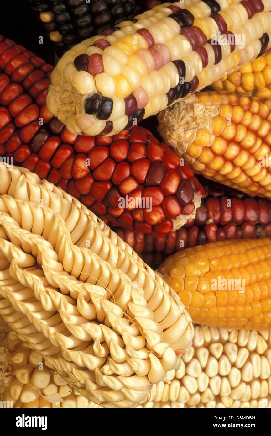 Genetically modified corn Stock Photo - Alamy