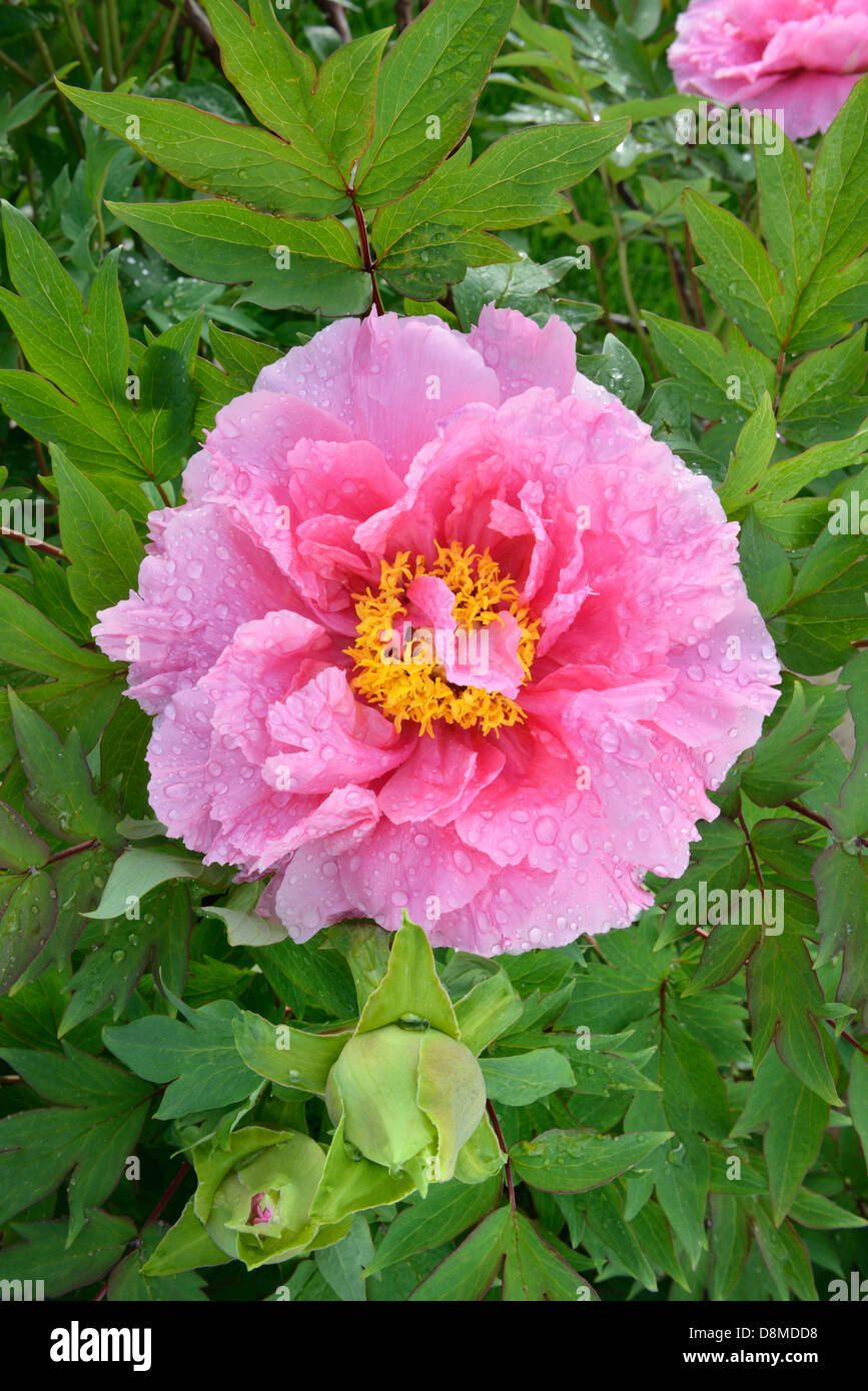 Tree peony flower hi-res stock photography and images - Alamy