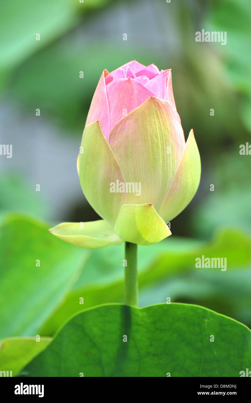 Pink lotus root hi-res stock photography and images - Alamy