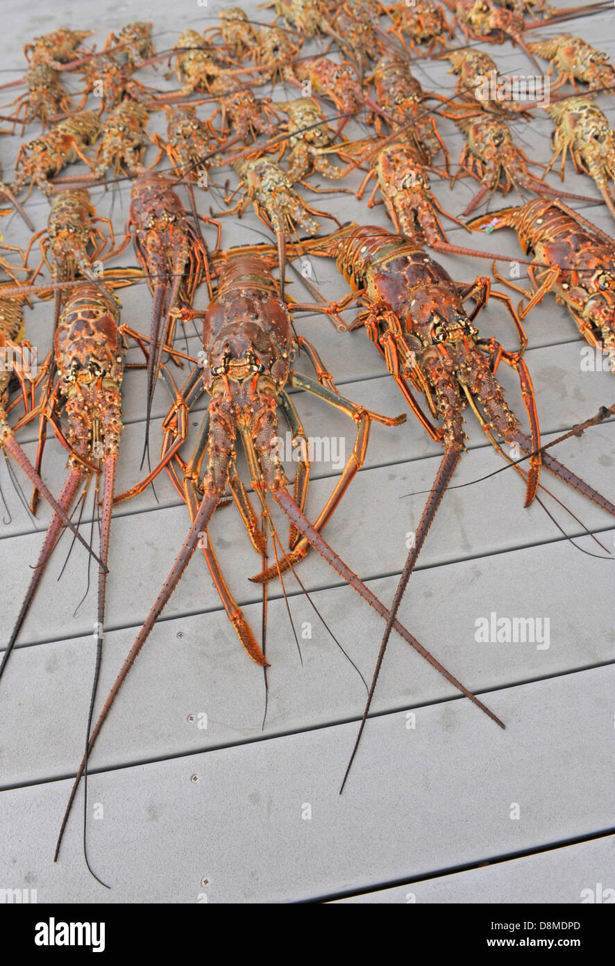 Group of Caribbean spiny lobster on dock Stock Photo - Alamy