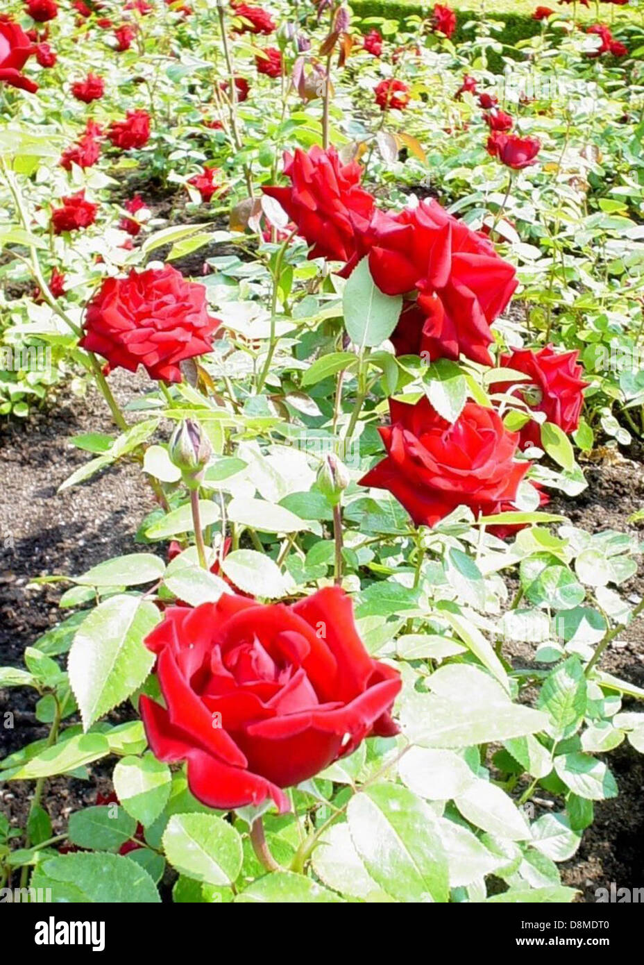 Roses named after Ingrid Bergman, known for their rich red petals. The ...