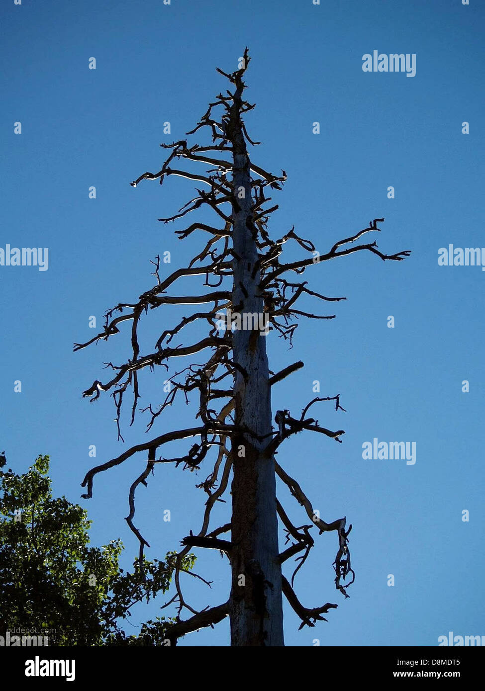 This image features an introduced tree species, a non-native tree ...