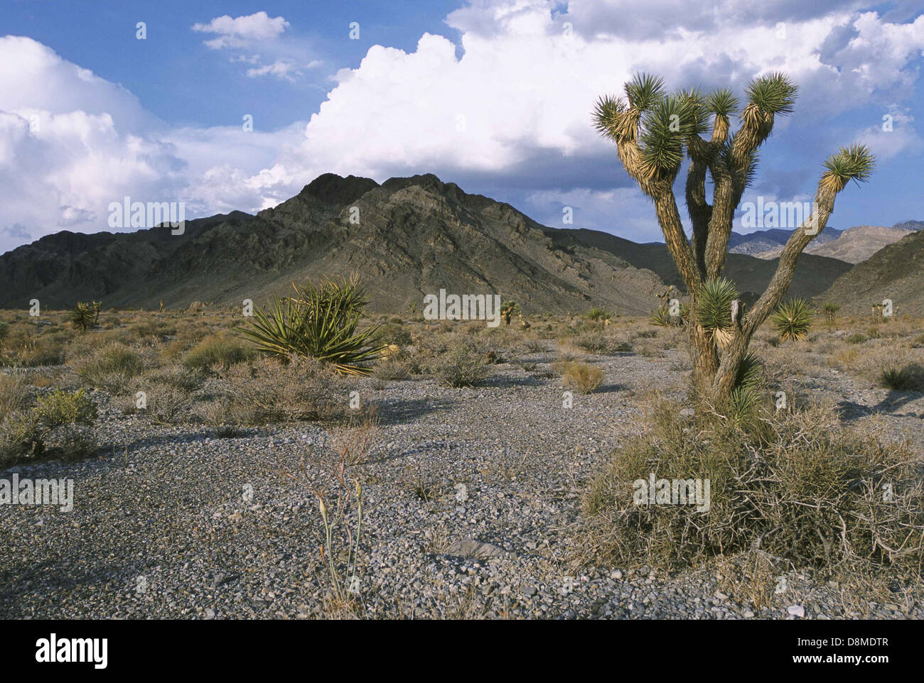 A Joshua tree (*Yucca brevifolia*) stands tall in the desert, known for ...