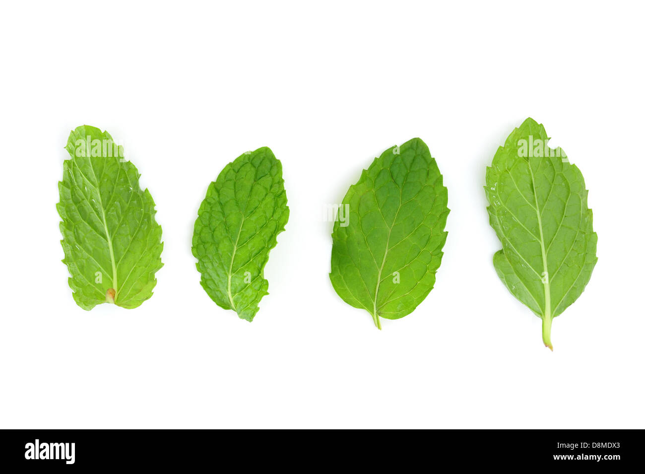 Mint leaf hi-res stock photography and images - Alamy
