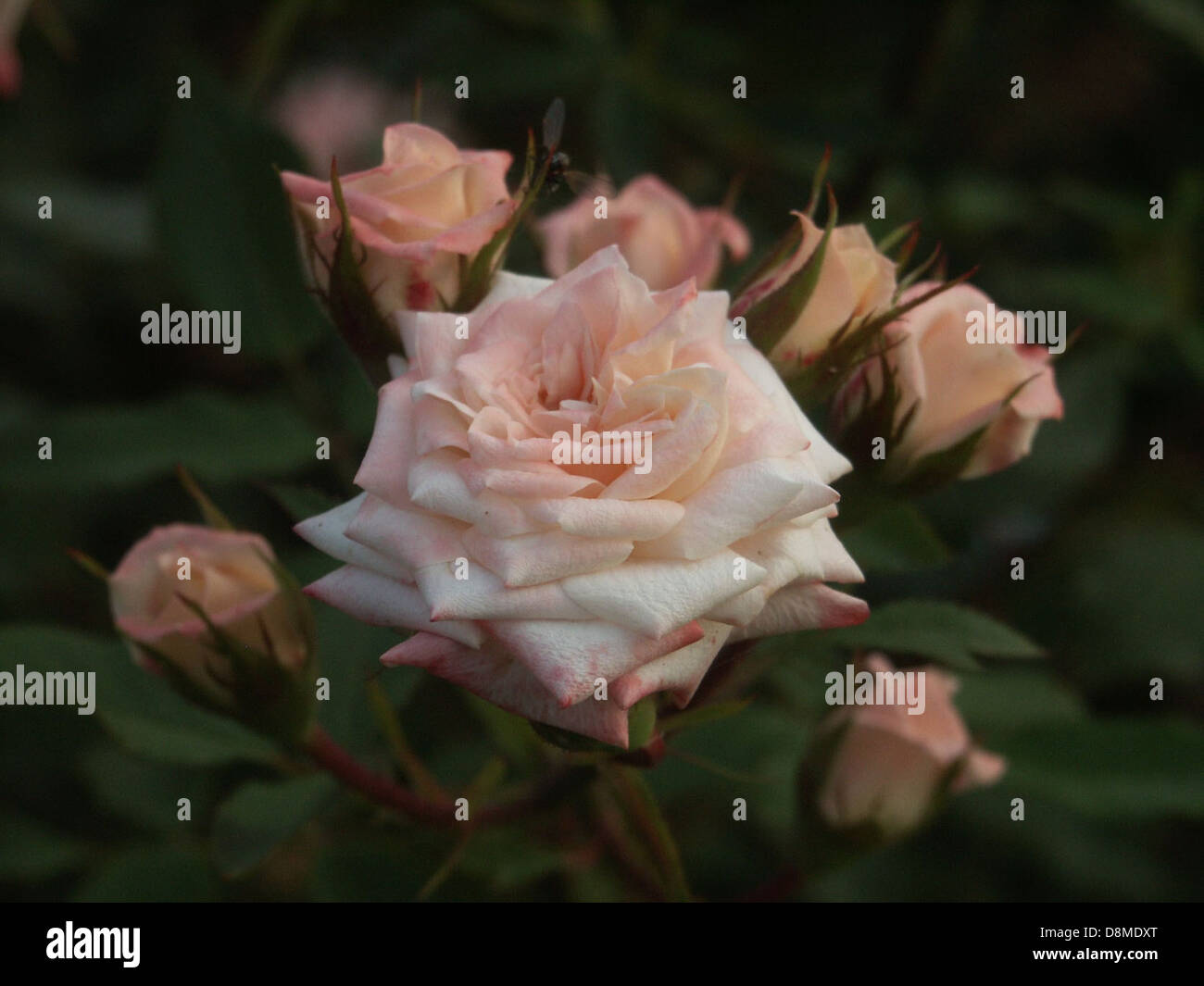 Light pink rose Stock Photo - Alamy