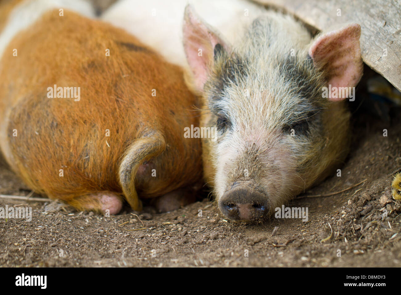 Little pigs hi-res stock photography and images - Alamy