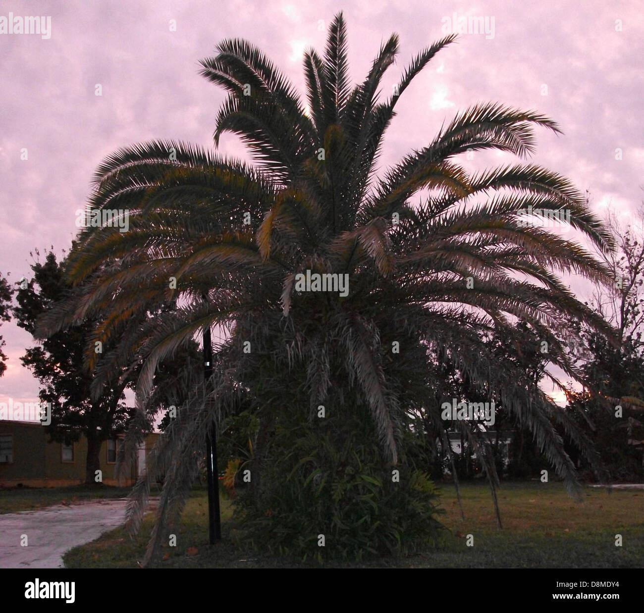 Lively palm tree at sunset Stock Photo - Alamy