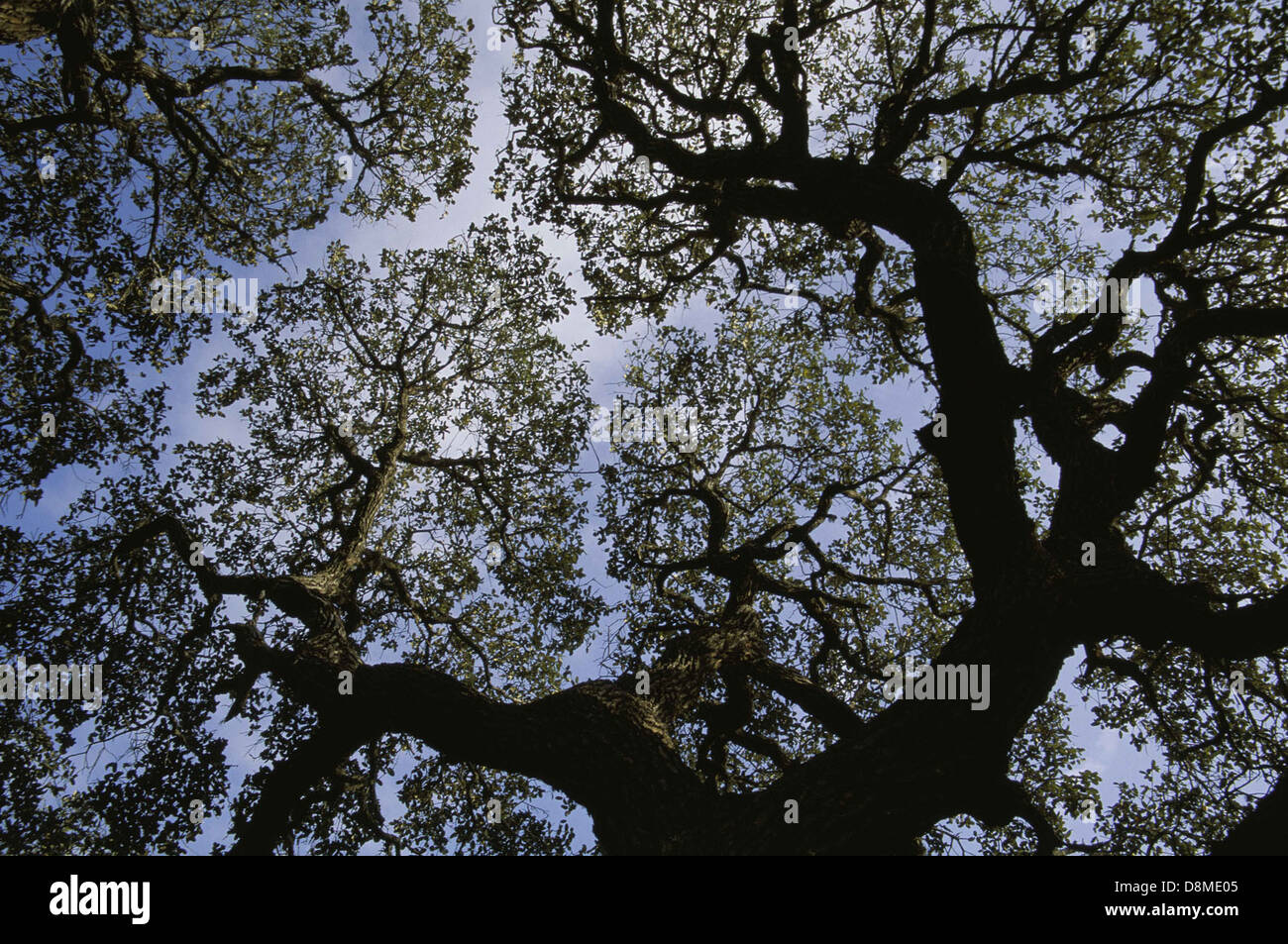 Looking up into the silhouetted branches and gree foliage of sycamore ...