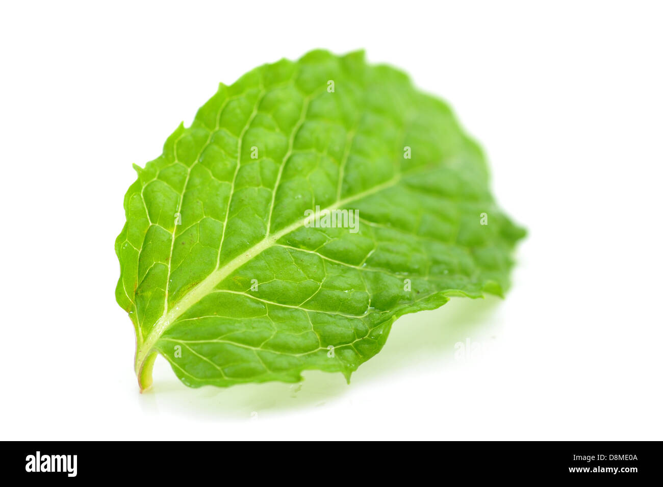 Mint leaf hi-res stock photography and images - Alamy