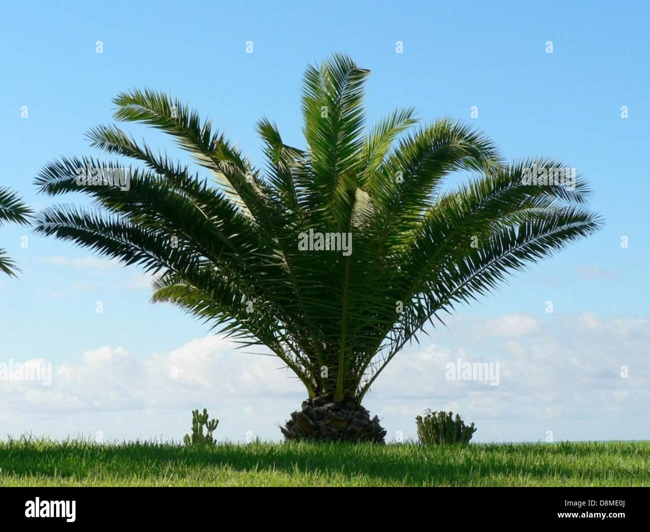 A photograph of a short, low-growing palm tree. The tree’s ...