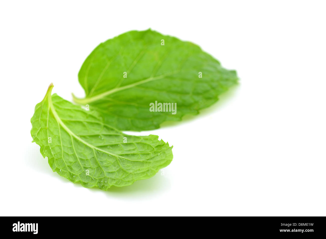 Peppermint leaf hi-res stock photography and images - Alamy