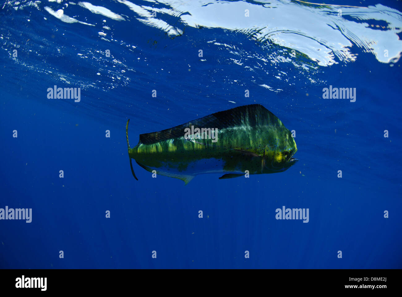 Dolphin fish swimming underwater in Atlantic Ocean Stock Photo - Alamy