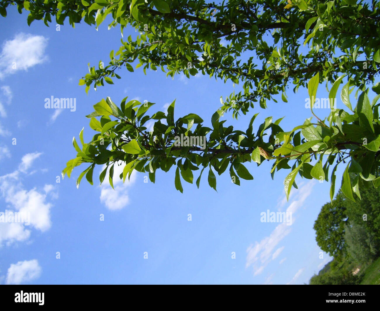A close-up view of a Mirabelle tree branch, featuring small, round ...