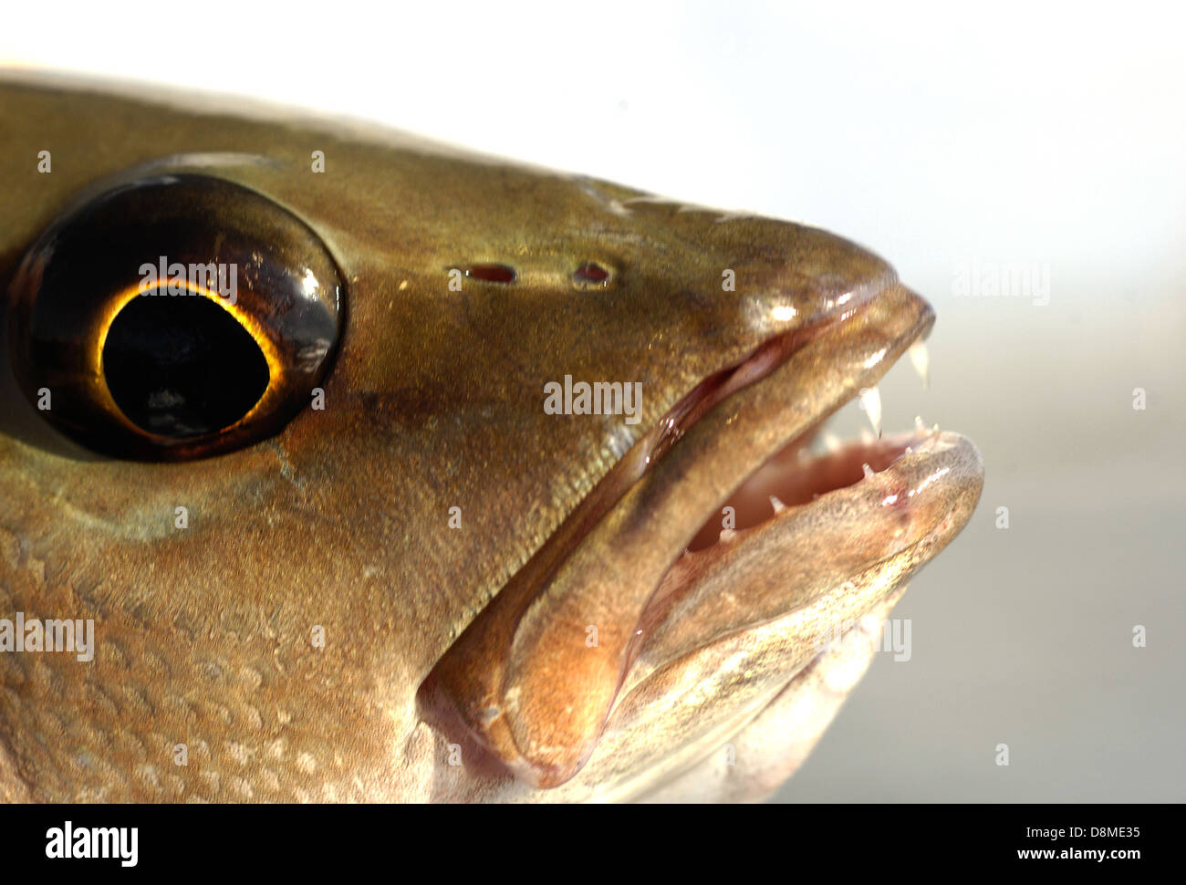 Close up image of mangrove snapper fish head, eyes and teeth Stock ...