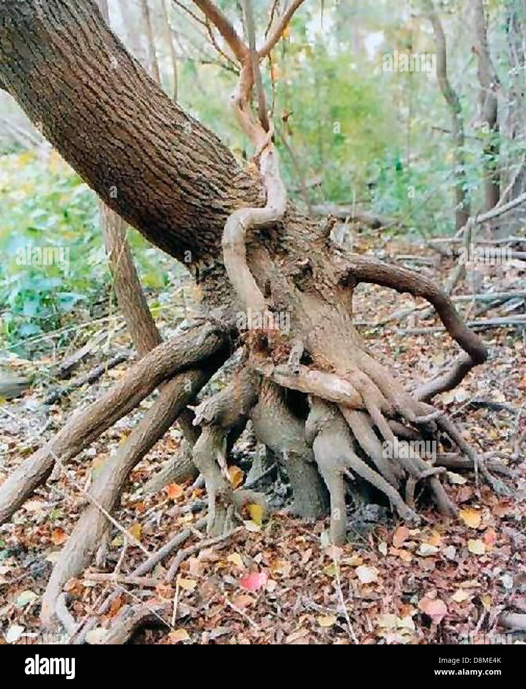 An unusual formation of tree roots, twisted and gnarled in appearance ...