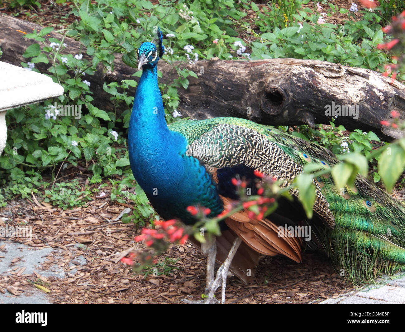 Peacock fowl hi-res stock photography and images - Alamy