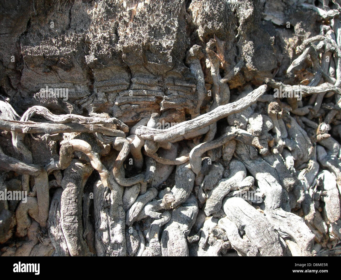 This image shows a close-up of the roots of an old grey palm tree. The ...