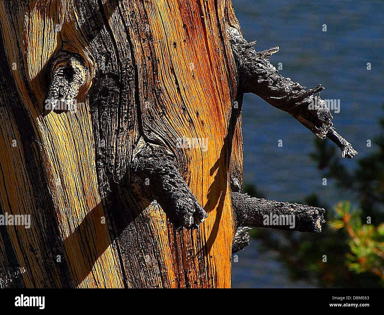 Large gnarled tree stands hi-res stock photography and images - Alamy