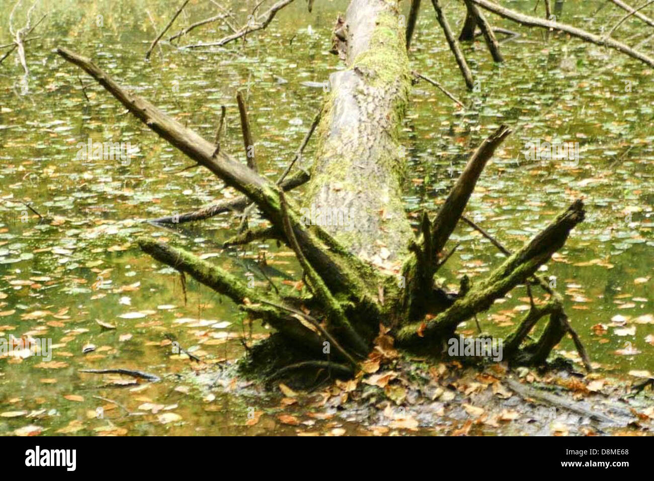 An aged, large tree stands alone in a wide field. The tree has a ...