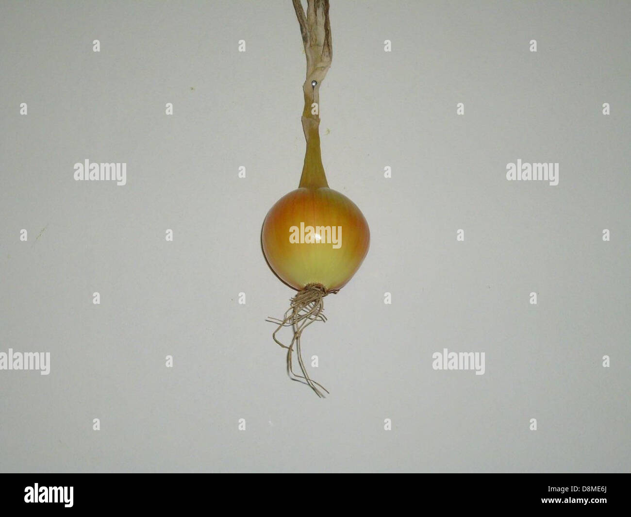 A close-up of an onion, a commonly used vegetable known for its strong ...