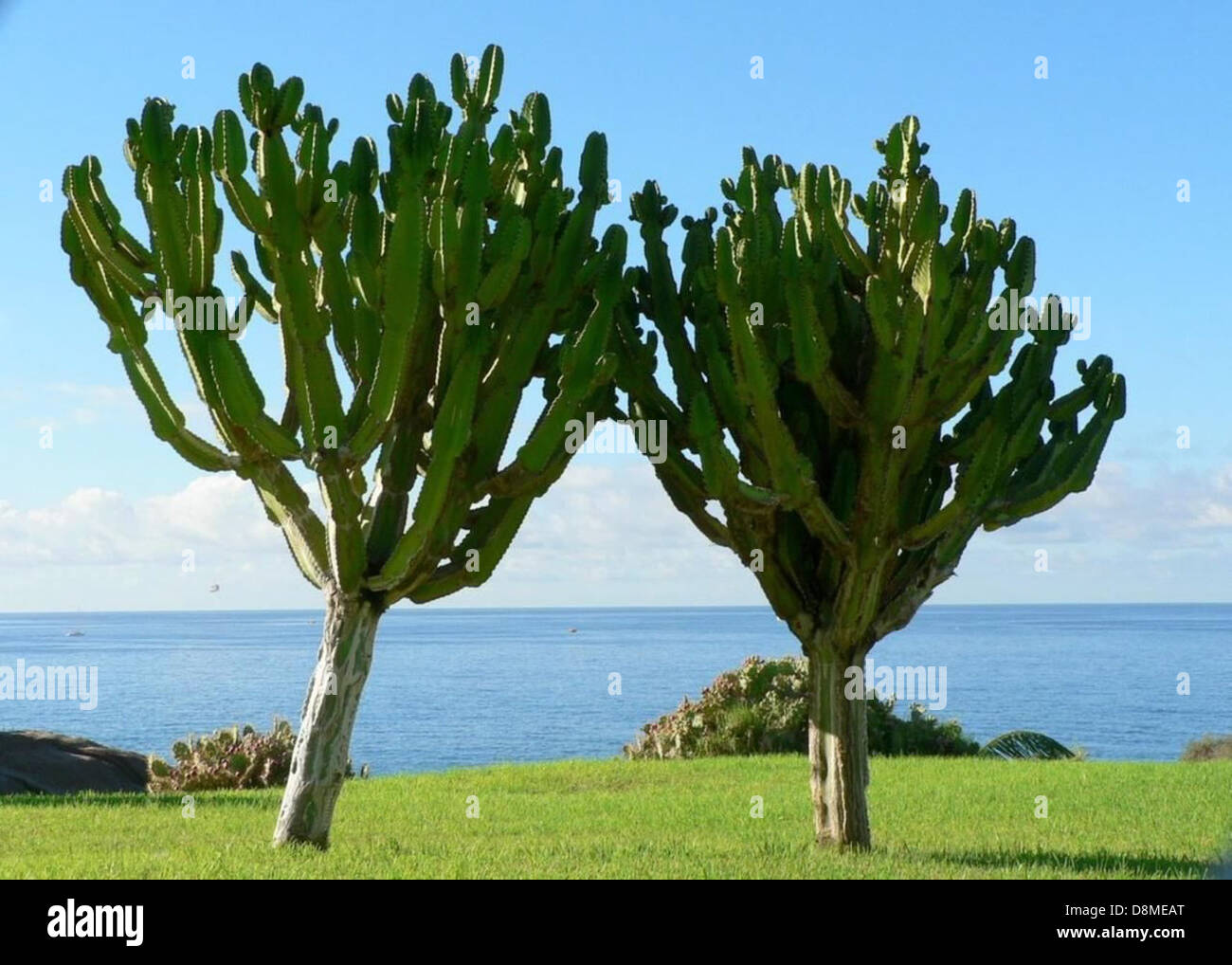 A pair of cacti stand side by side, displaying their distinctive spiny ...