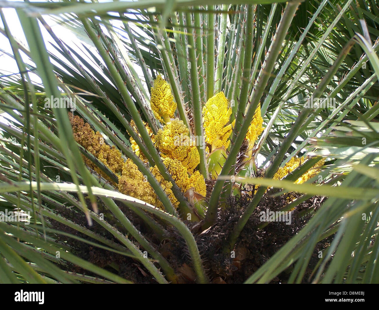 This image showcases the delicate blossoms of a palm tree. The small ...