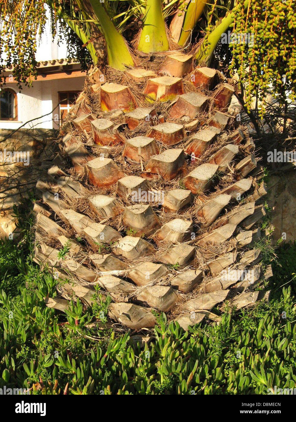 A close-up view of the textured bark of a palm tree. Palm tree bark is ...