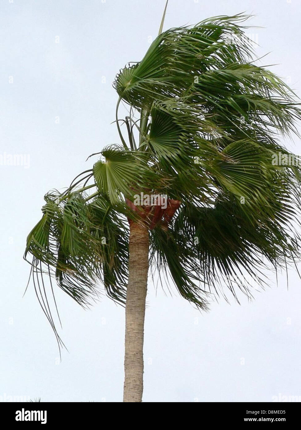 A palm tree sways gently in the wind, its fronds rustling as they move ...